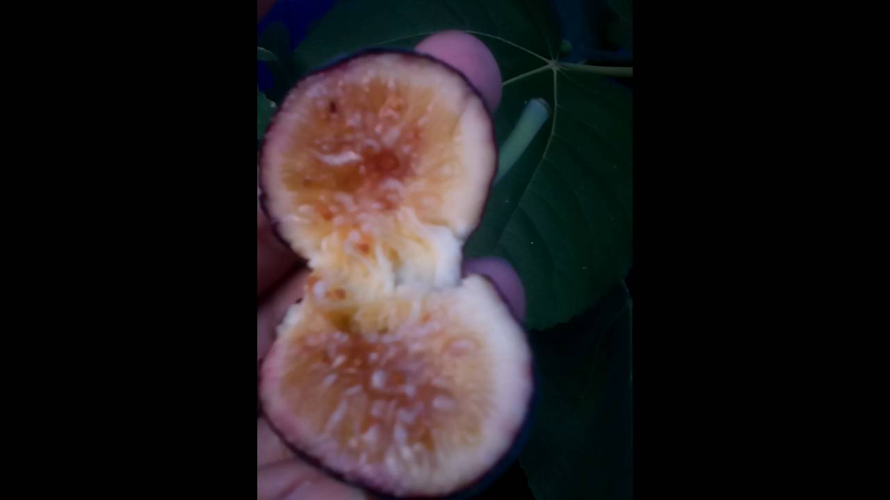 Iraqi Fig Ripening - YouTube