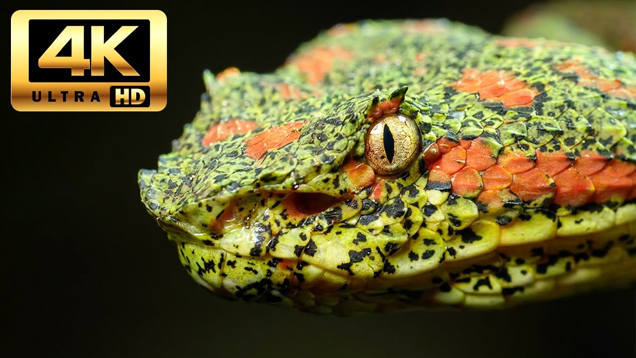 A Wildlife Expedition Through Costa Rica | Nigel Marven's Wild Central ...
