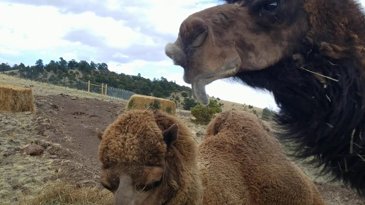 Camels & Watermelons - YouTube