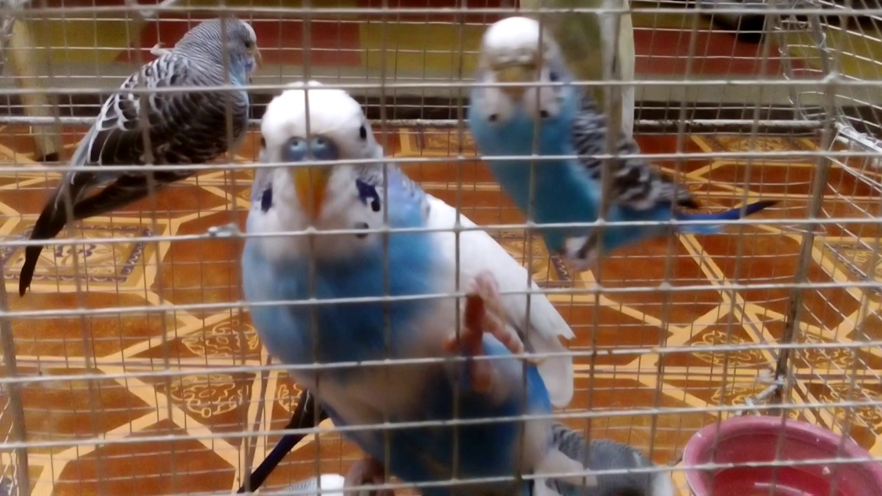 Los pagaritos🐦lindos😘 - YouTube