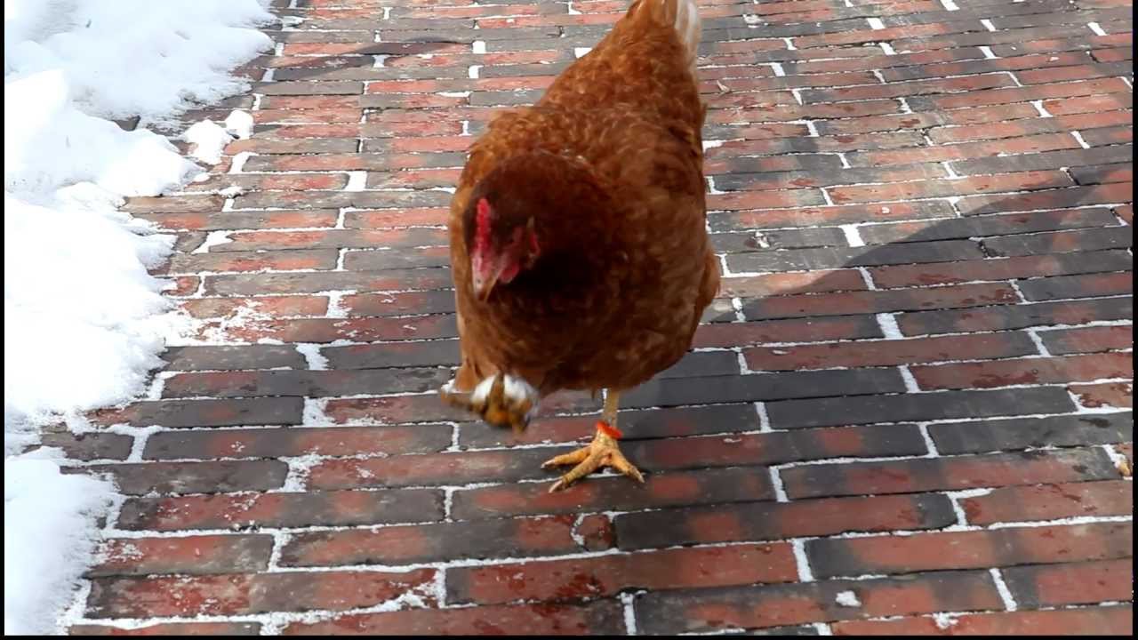 Physiotherapiestunde mit Huhn : Im Stechschritt Marsch - YouTube