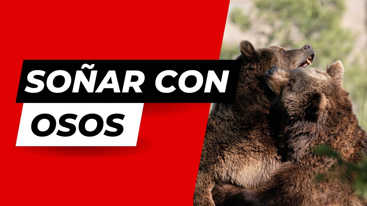 Significado de soñar con osos, soñar que te ataca un oso - YouTube