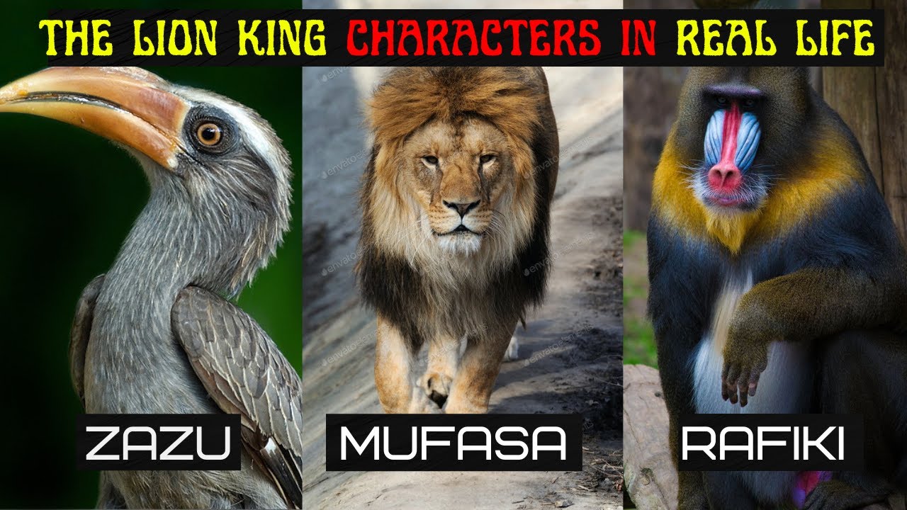 "The Lion King" characters in real life | REEL VS REAL LIFE | - YouTube