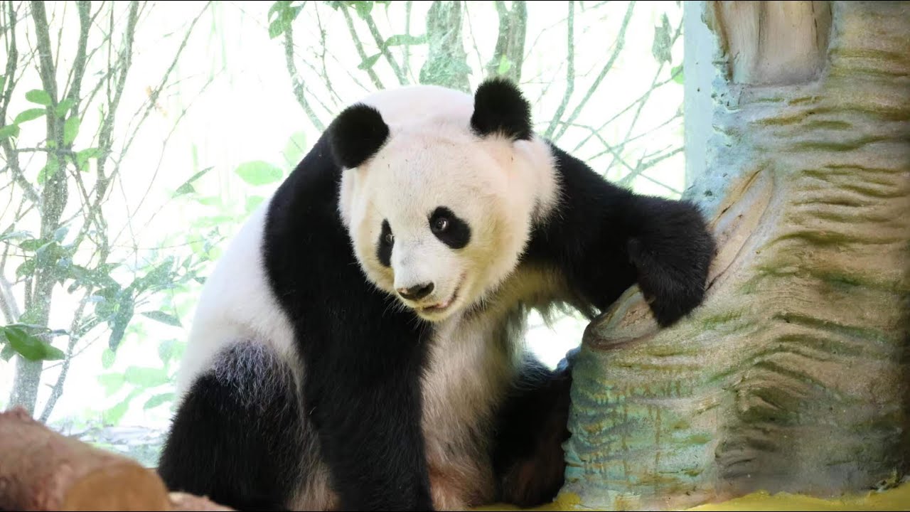 Panda Nuannuan and other seven pandas' life in Ziqinghu Animal Zoo ...