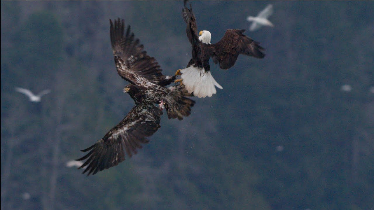 EPIC BALD EAGLE SHOWDOWN! : Aerial Backflip to Defend Meal caught in 4K ...