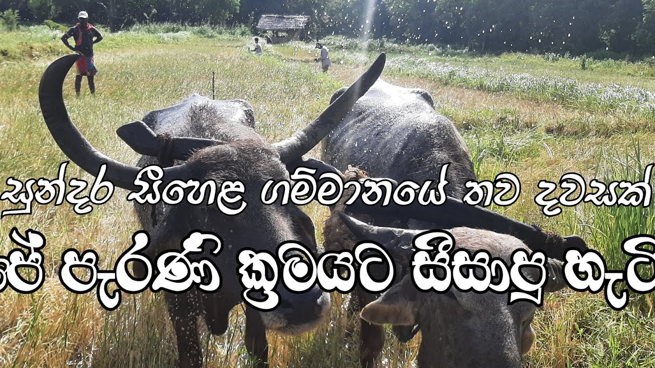 traditional Plough method in sri lanka - YouTube