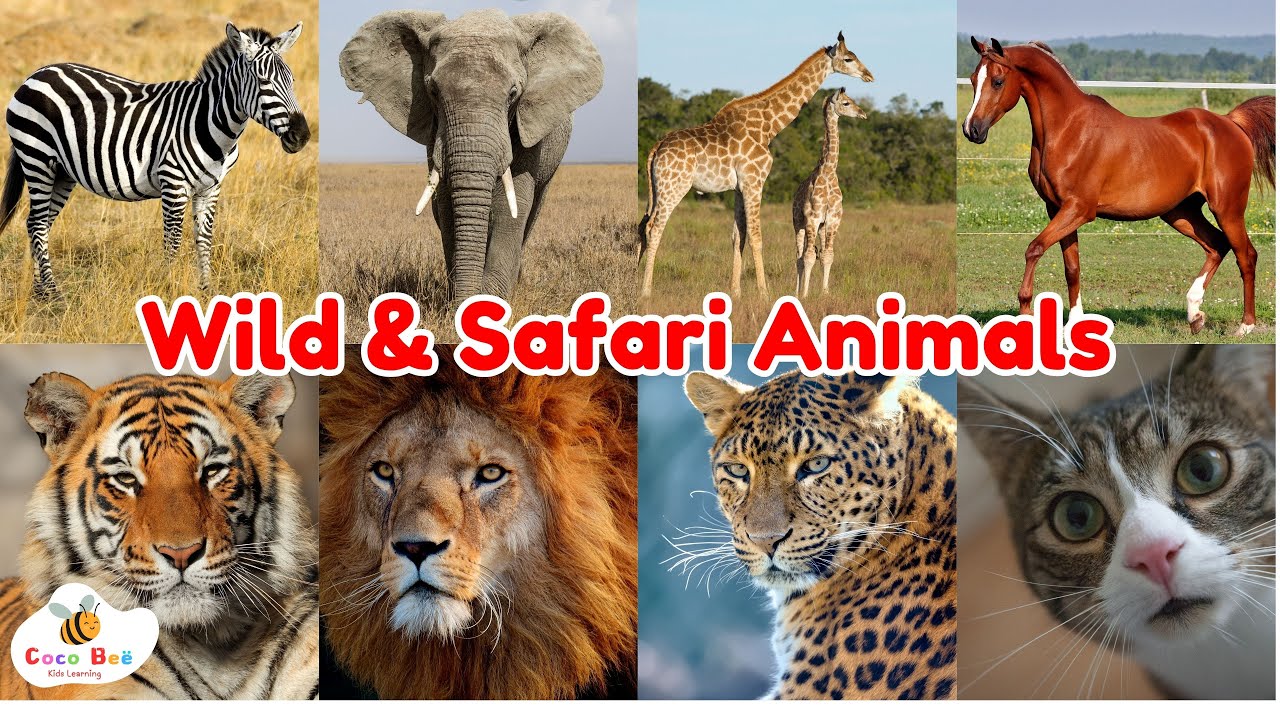 Animals video for Kids | Safari & Farm Animals with Sounds | Learn ...