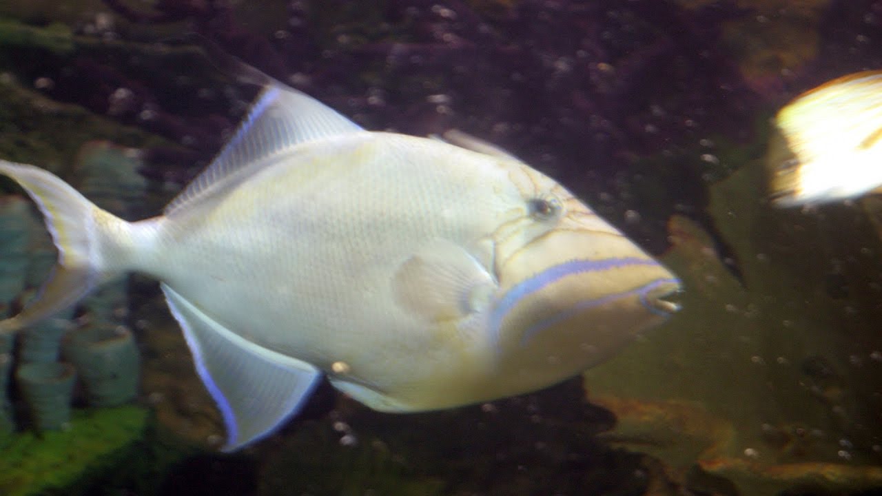 The Tropical Reef Walk Through at SeaWorld Orlando - YouTube