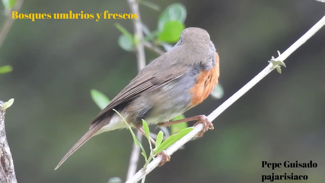 Petirrojo y pollo volandero - YouTube