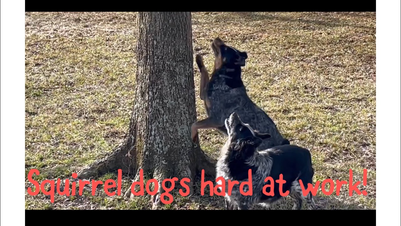 Quick video of my young dog treeing a squirrel! - YouTube