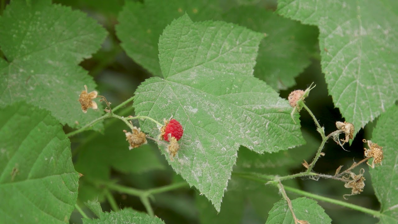 Rubus Parviflorus Winter