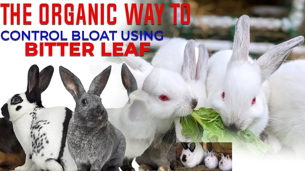 The organic way to control bloat in rabbits farming #rabbit #bunnies # ...