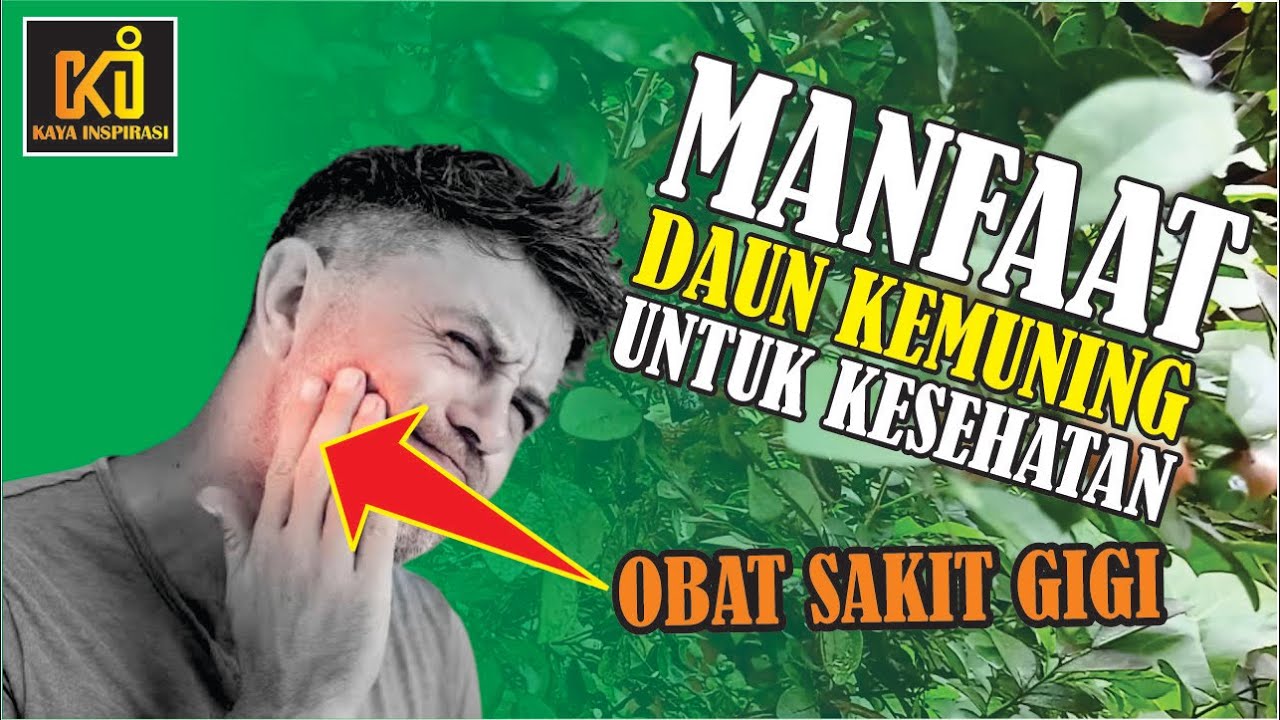 Daun Kemuning Kaya Akan Obat Dan Manfaat Untuk Kesehatan - YouTube