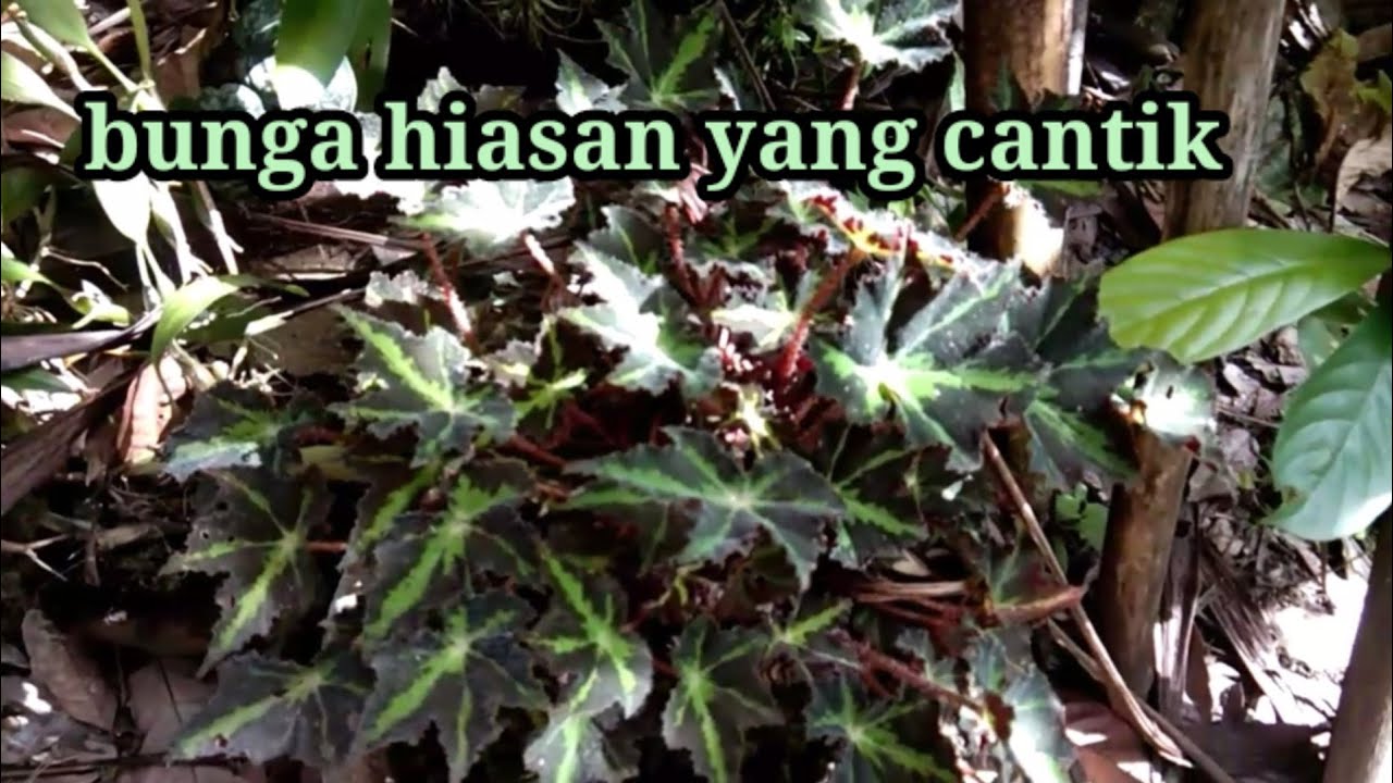 bunga hiasan hybrid dan local - YouTube