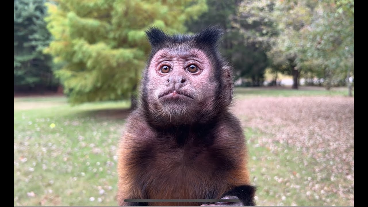 Capuchin Monkey Walking His Pet Humans! - YouTube