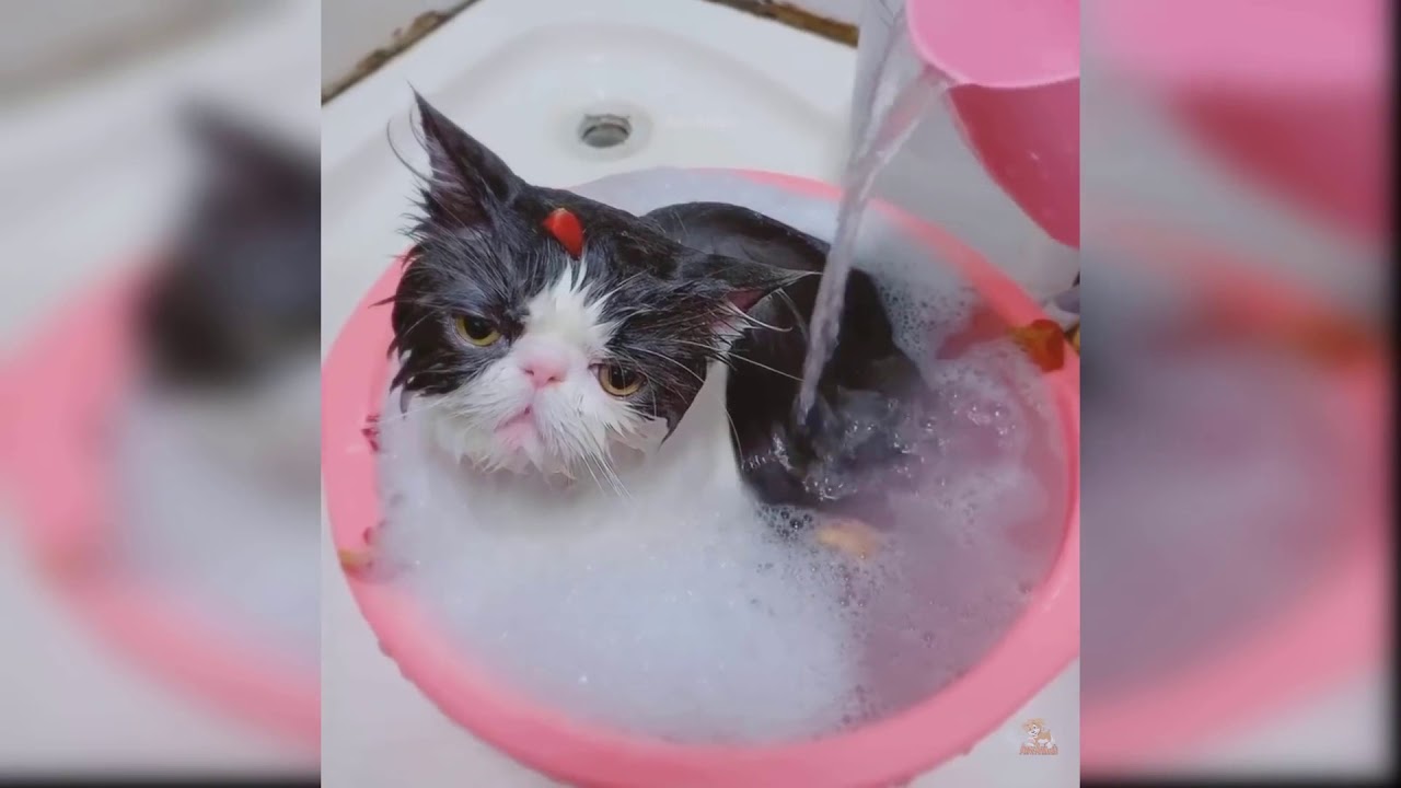 Baby Cats Cute 🥰 Loving 😍 And Funny 🤣 Compilation - YouTube