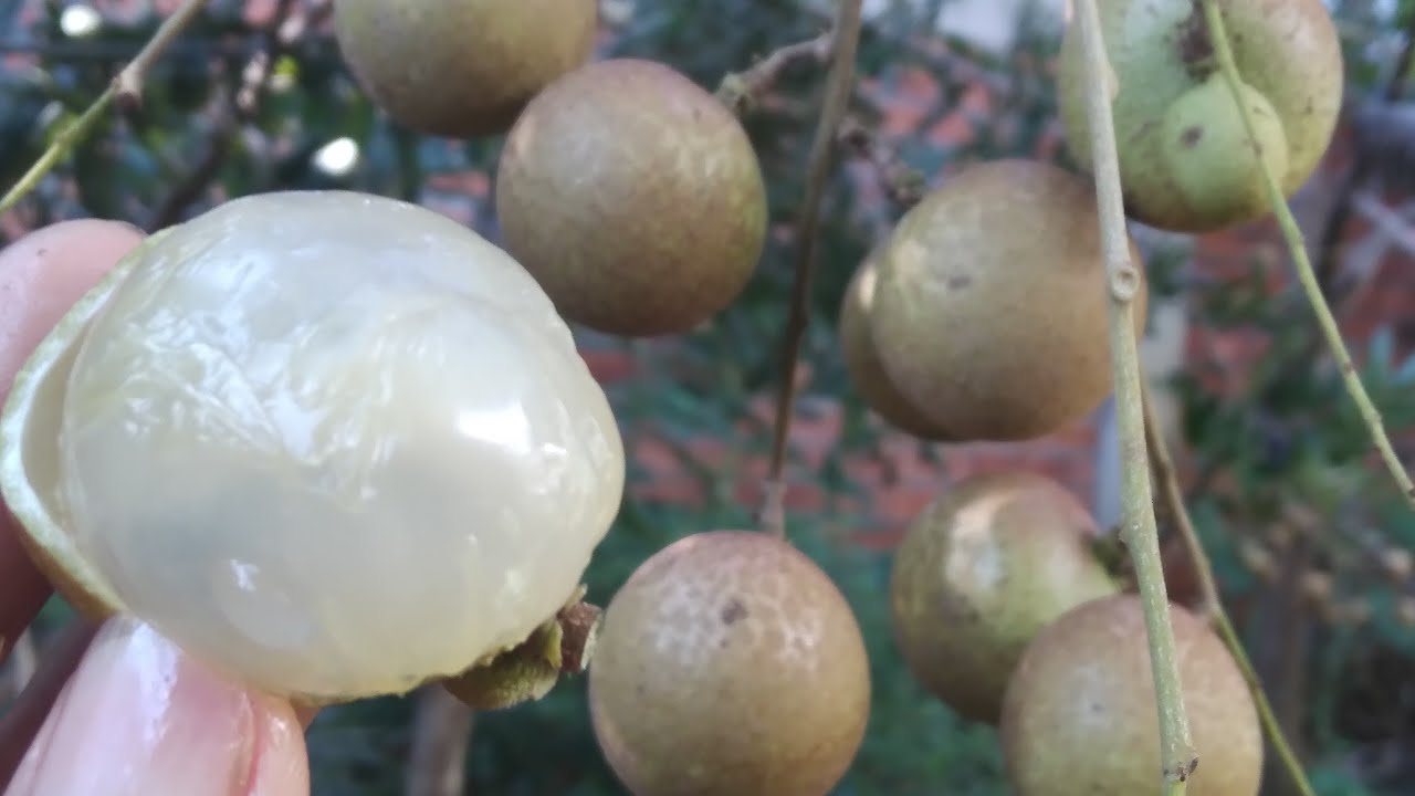 | Good fruit | fruit is verry sweet | The melon is very good. Let's eat ...