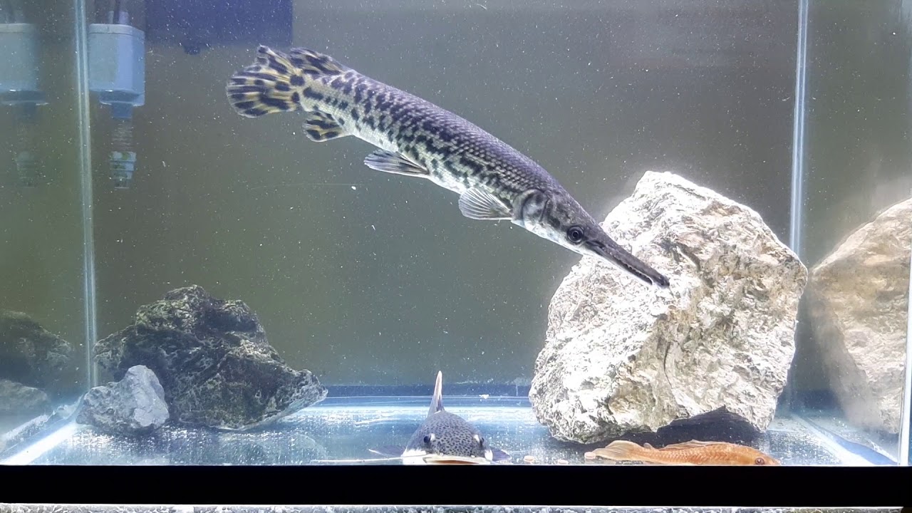 Aligator Gar with Red Tail Catfish - YouTube