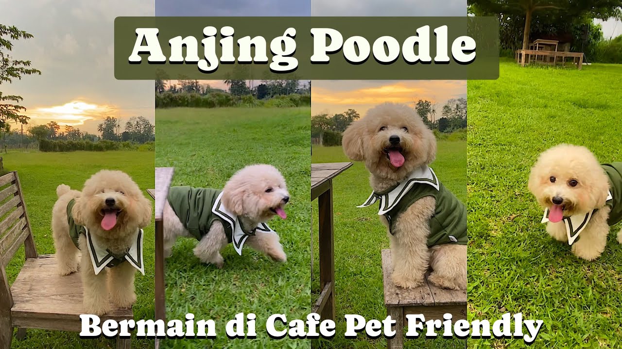 ANJING POODLE LUCU BERMAIN DI CAFE PET FRIENDLY - YouTube