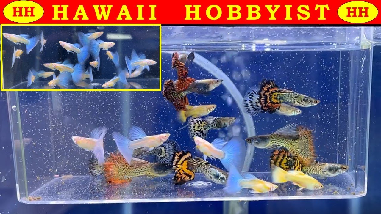 WOW! Six (6) Beautiful and Colorful Guppies. Which Guppy Is Your ...