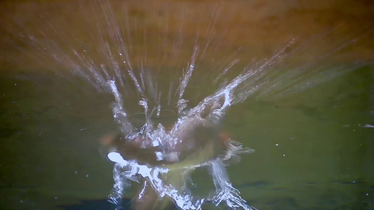 Drop Stone to Water and Splash - Copyright Free Footage - YouTube