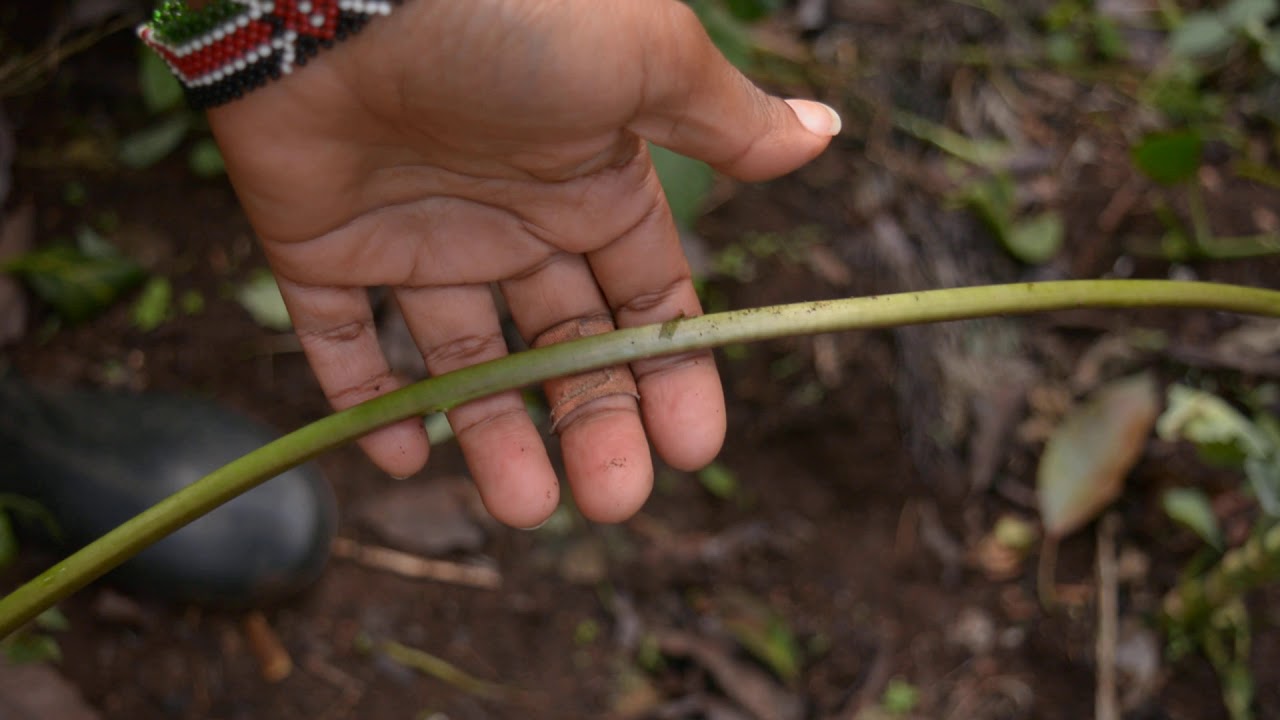 Growing Stuff S1E38 Propagating nderema or vine spinach or malabar ...