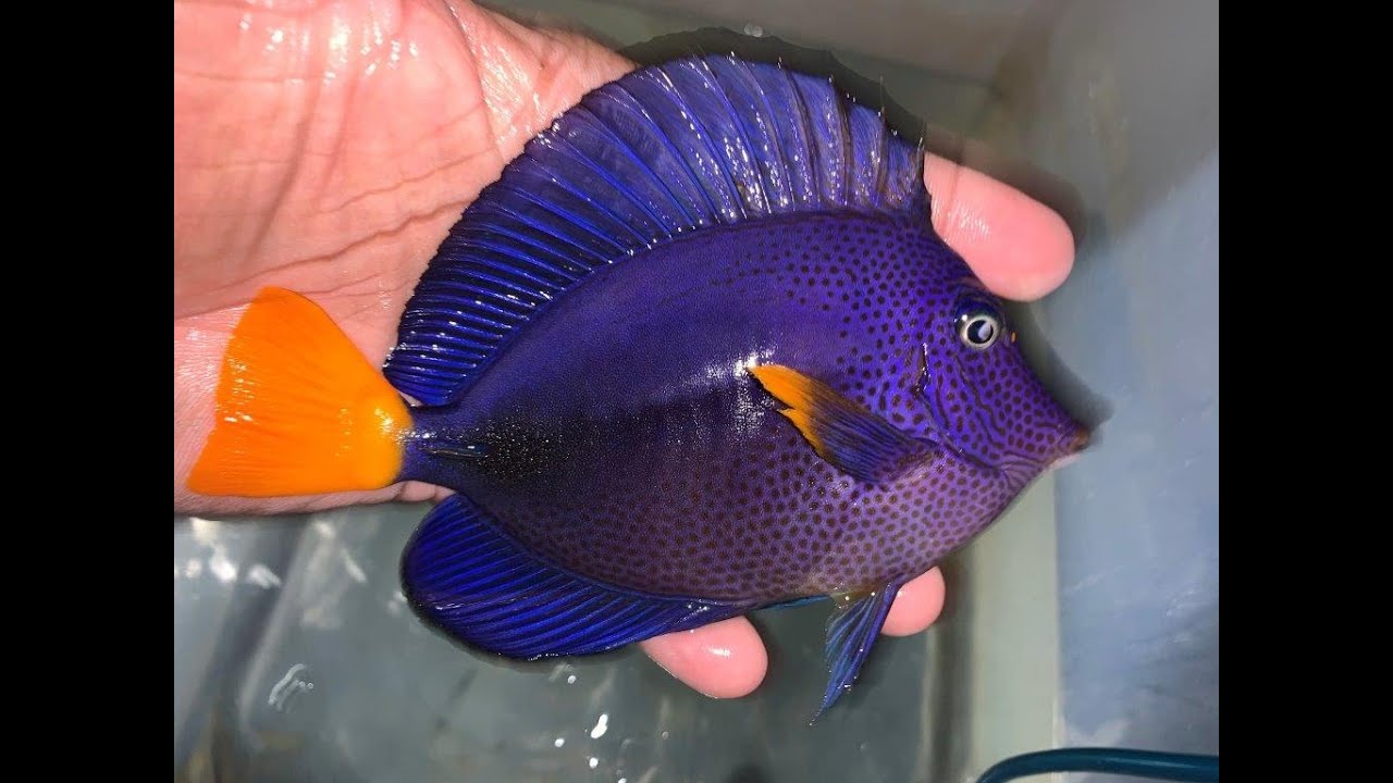 “AMAZINGLY COLORED” Purple (SHOW) Tangs! - YouTube