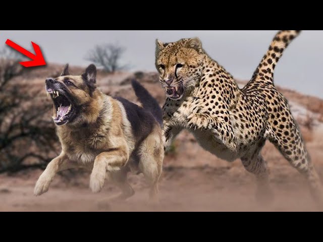 German Shepherd Vs Wolf Real Fight