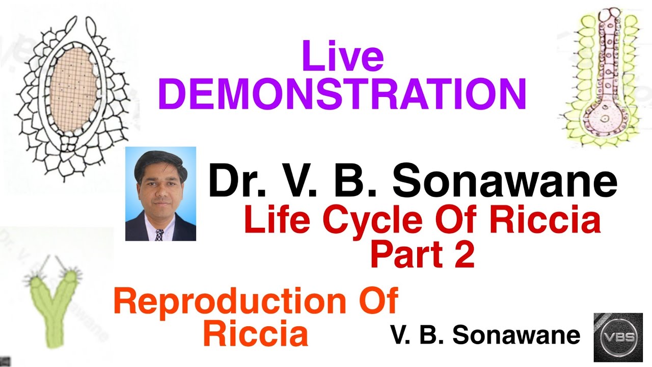 Life Cycle of Riccia part 2 - YouTube