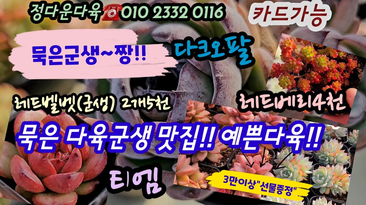 정다운다육에 묵은다육들 새다육으로 착한가격2포트5천부터 3천 4천 5천등 다크오팔 레드베리4천 레드벨벳 젤리다육