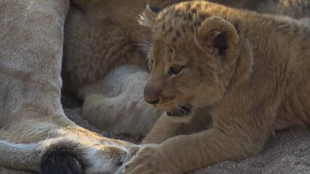 Nkuhuma Cubs Litter #3 - YouTube