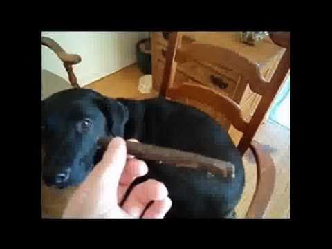 dog smoking weed benson phillies weed blunt chocolate - YouTube