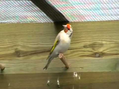 Breeding carduelis major - YouTube