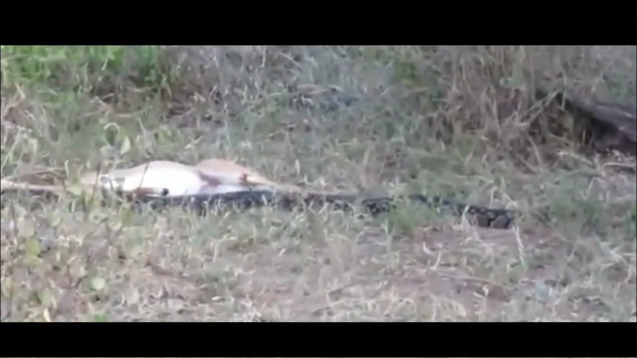 PYTHON SWALLOWS IMPALA WHOLE #snake #python #reptilechannel - YouTube