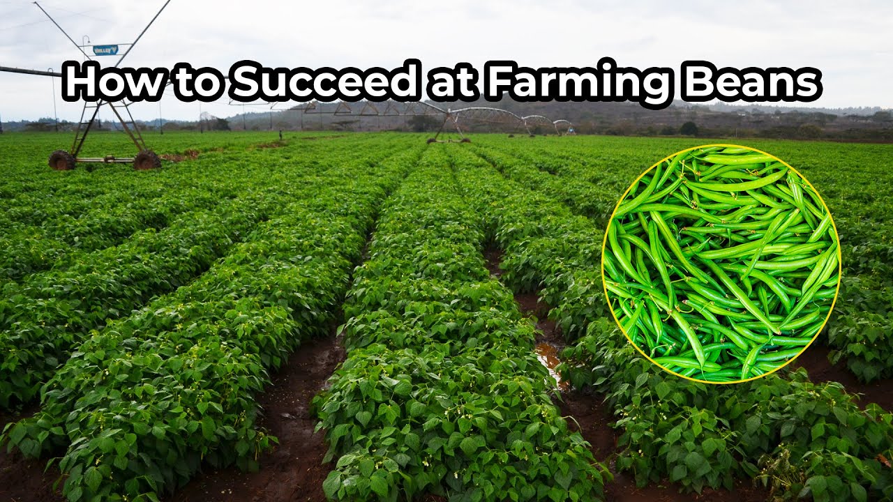 How to succeed at beans Farming: Prosperous African farmer shares his ...
