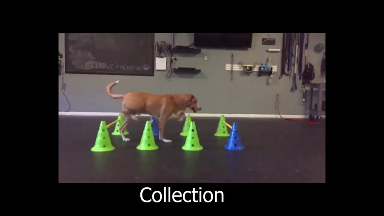 Canine Cavaletti Exercises with Chrissy Joy - YouTube