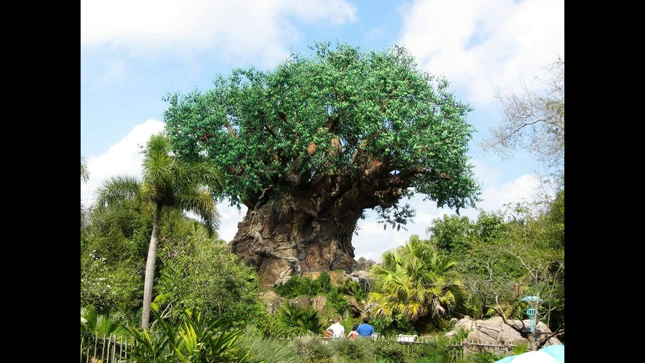Tree of Life Area Loop - YouTube