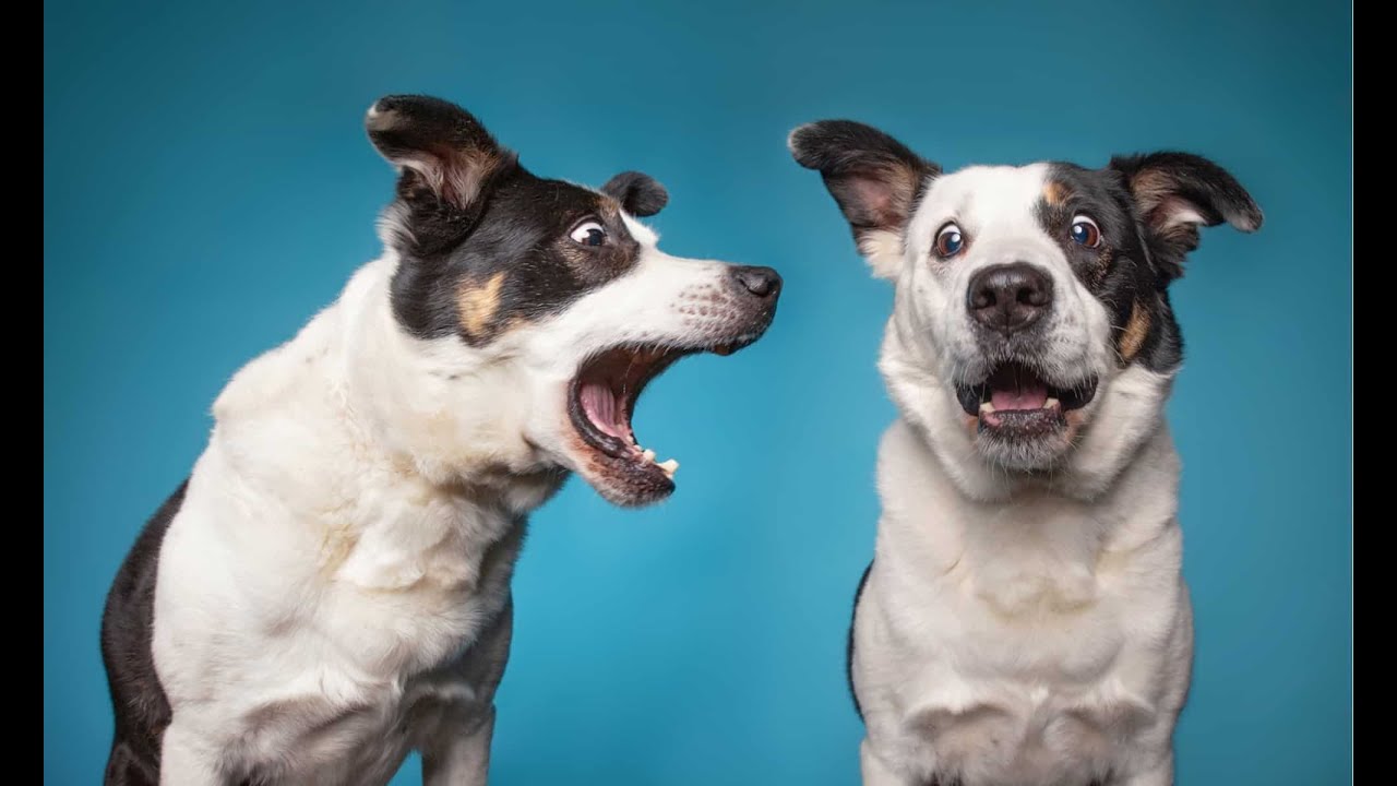 DOGS BARKING Videos Compilation 2023 - Dog Barking Sound Dog Barking ...