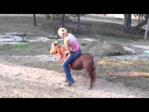 Patsy gentle pony mare