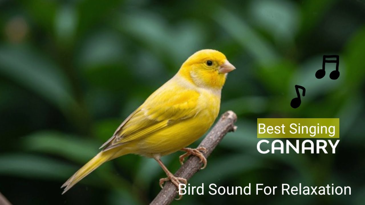 Canary Bird Singing in the Morning | Relaxing Bird Sounds for Sleep and ...