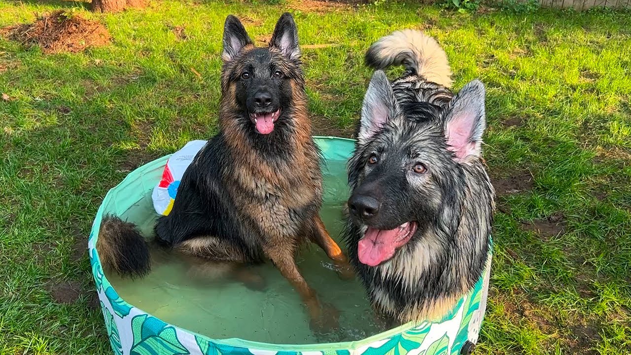 Surprising My German Shepherds with a Pool - YouTube