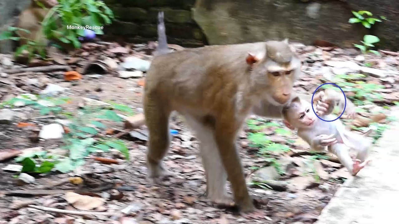 Marvelous video!.. Libby rescue little Lucy from male monkey att@cked Rainbow, Libby saved baby ...