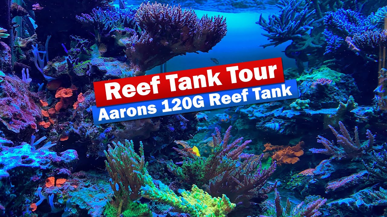 Aarons 120G Saltwater Aquarium Reef Tank Tour! - YouTube