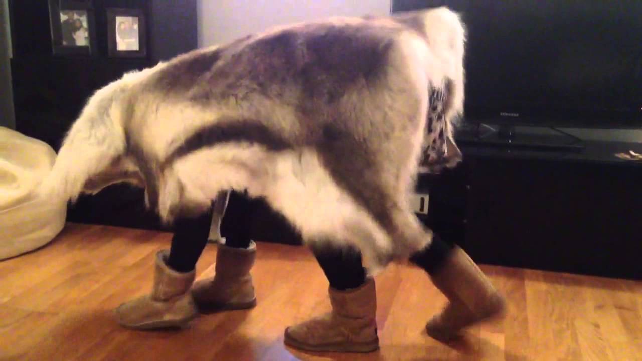 Dancing Pony Three Very Funny!!! - YouTube
