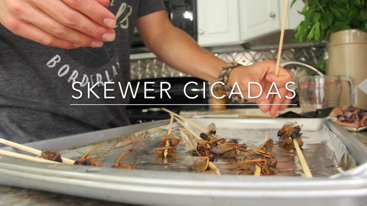 Foraged Feast: Chocolate Covered Cicadas - YouTube