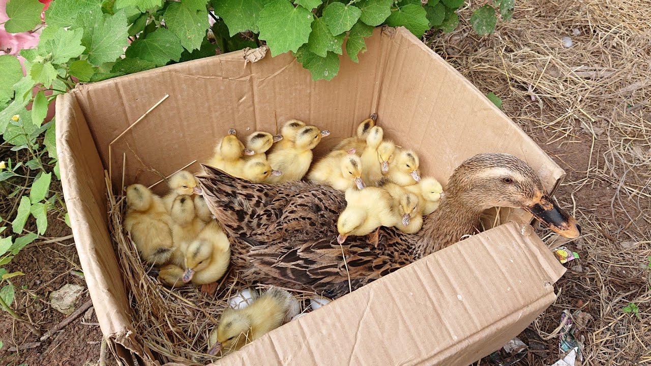 Amazing Pekin 35New Duckling Hatching From Eggs _ New Baby Duck after ...