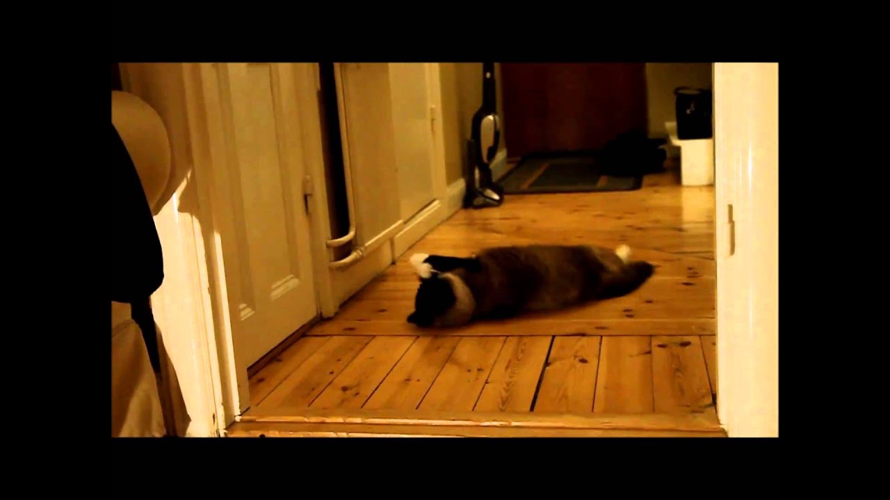 Dexter The Ragdoll Cat. Tumbling. - YouTube