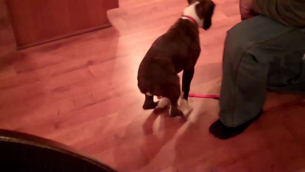Ripken The Farting Boxer - YouTube