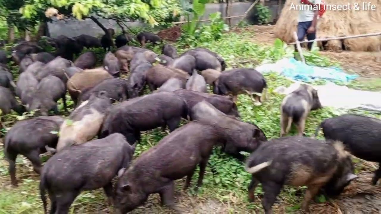 amazing moment of wild village animal swine video.the pig tending ...
