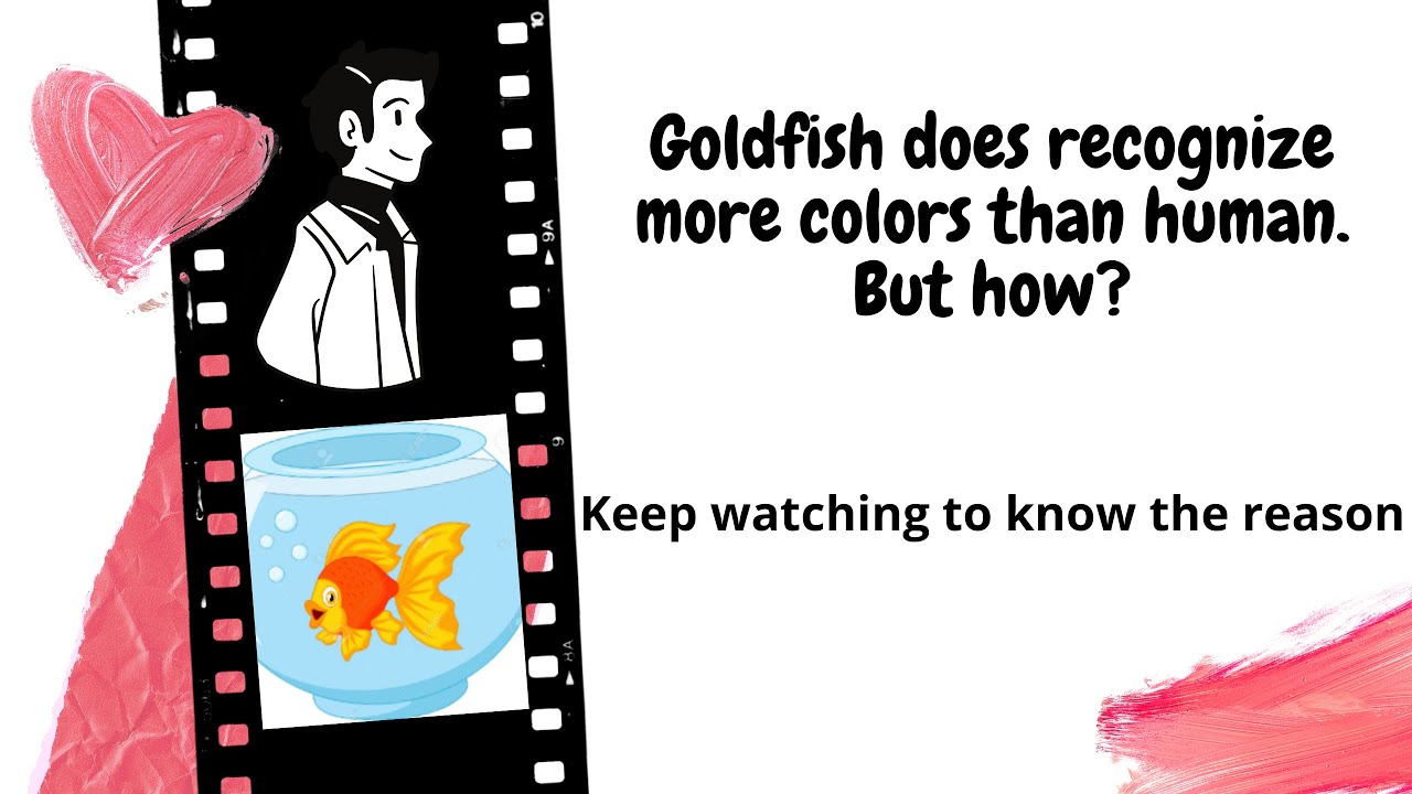 Does goldfish recognize more colors than human?// Human Vision vs ...